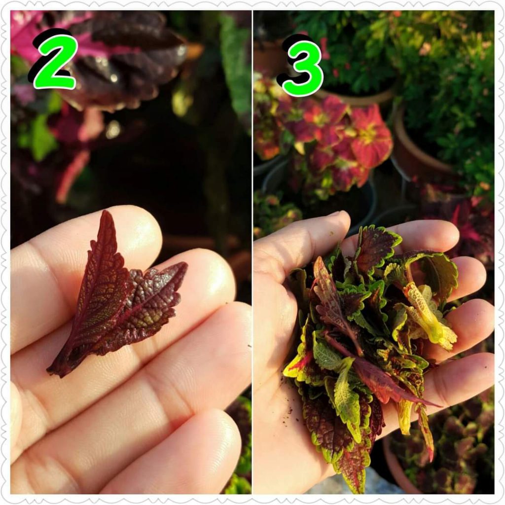 Pokok Ati-ati Nak Merimbun & Renek Ada Tipsnya Kena Buat!