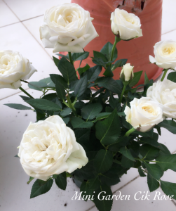 Lebatnya Ros Dah Macam Kebun Bunga! Wanita Ini Kongsi Cara Penjagaan ...