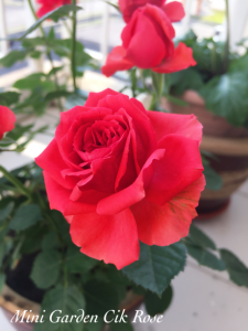 Lebatnya Ros Dah Macam Kebun Bunga! Wanita Ini Kongsi Cara Penjagaan ...