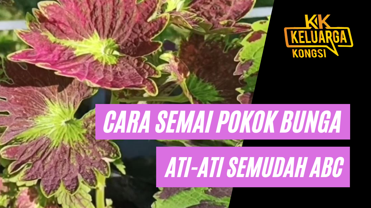Cara Semai Pokok Bunga Ati-ati Semudah ABC l Keluarga Kongsi