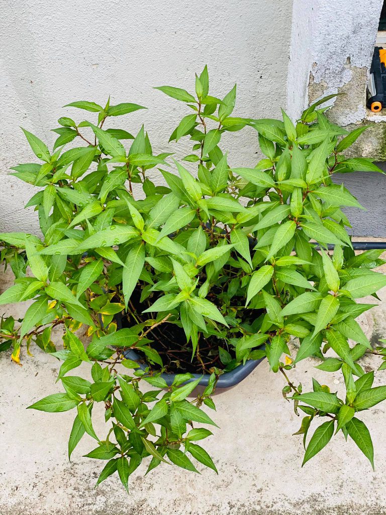 Jangan Buang Daun Kesum Yang Nak Kering, Boleh Tanam Dalam Pasu. Ini ...