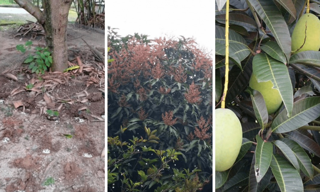 Membaja Pokok Yang Dah Besar Agar Baja Cepat Meresap Dalam Tanah ...