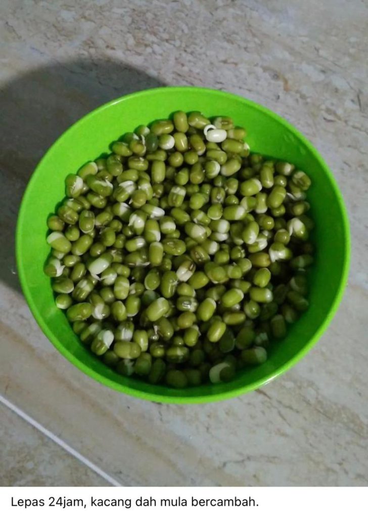 Tuai Taugeh Dalam Botol Je, 3 Hingga 4 Hari Dah Boleh Makan, Ini ...