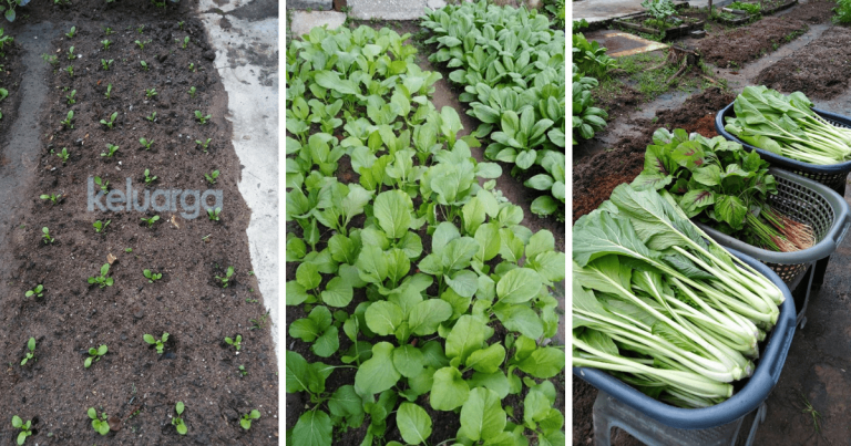 Membaja Tanaman Dalam Pasu, Begini Caranya Bagi Mak-mak Yang Beginner ...