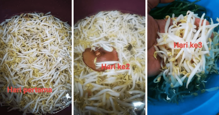 Buat Sawi Masin Sabahan Style, Enak Dimasak Macam-macam Menu! - KELUARGA