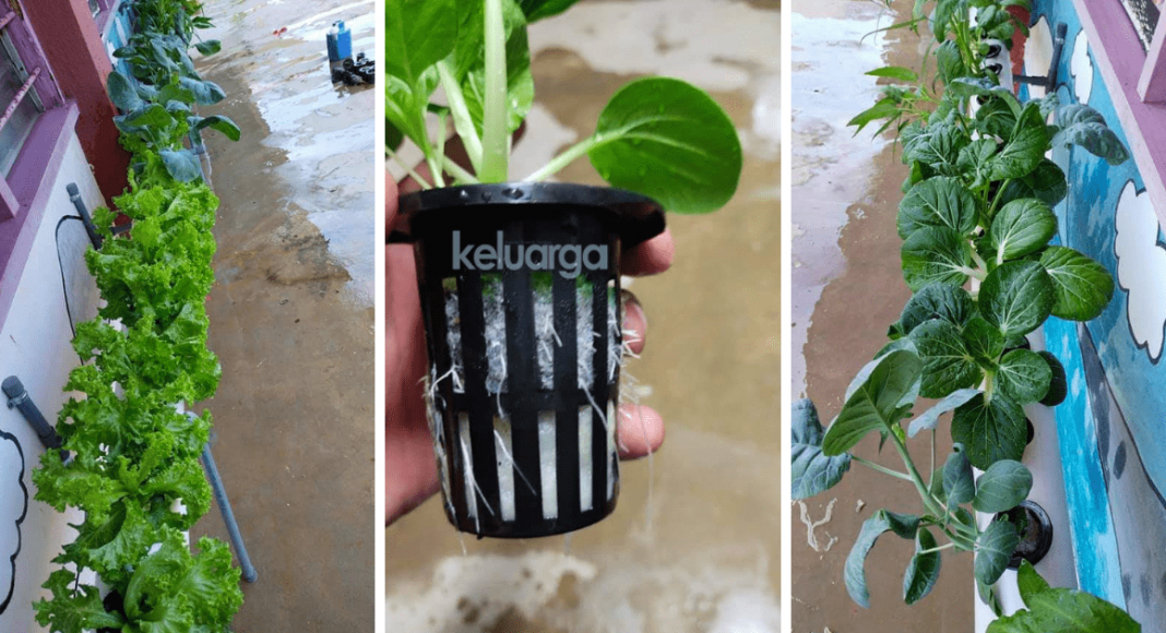 Membaja Tanaman Dalam Pasu, Begini Caranya Bagi Mak-mak Yang Beginner ...