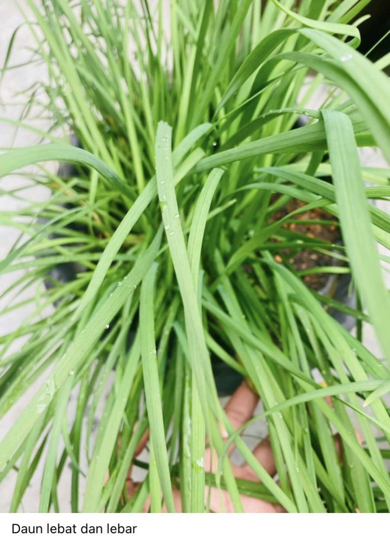 Tanam Daun Kucai Asyik Tak Jadi, Cikgu Ini Kongsi Tip Cara Semai Yang ...
