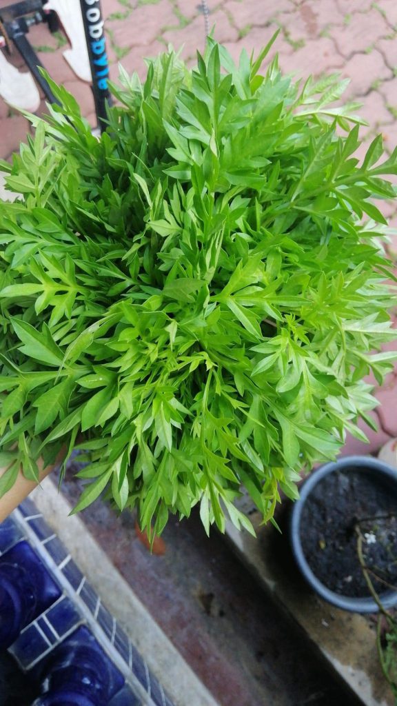 Tanam Ulam Raja Tepi Rumah, Ini Khasiatnya Kena Tahu, Ikuti Penjelasan ...