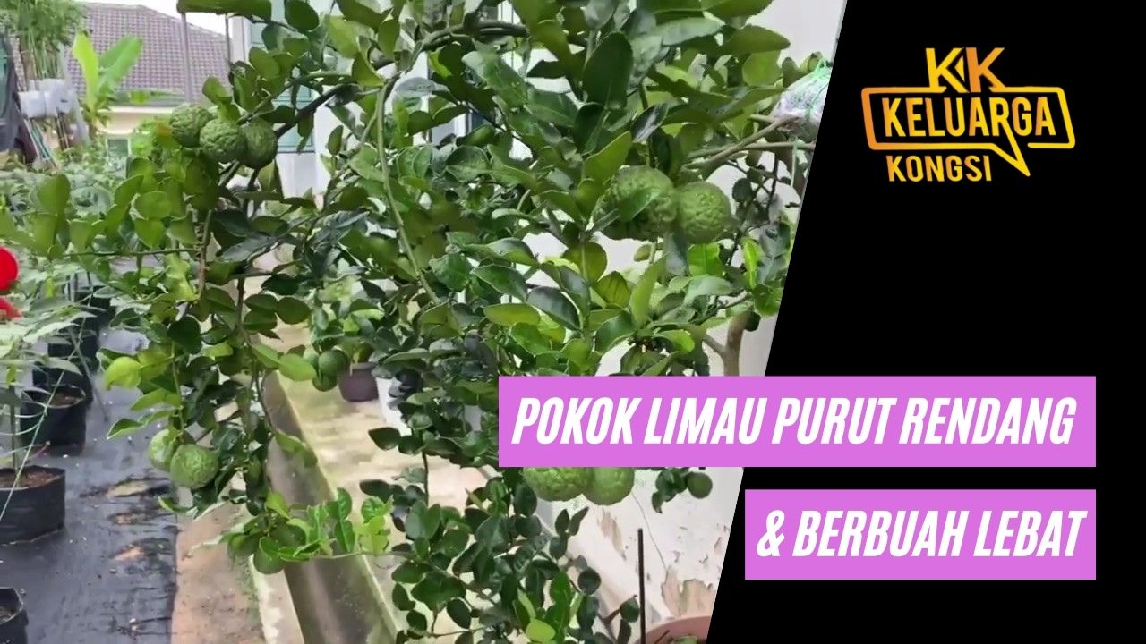 Pokok Limau Purut Rendang & Berbuah Lebat
