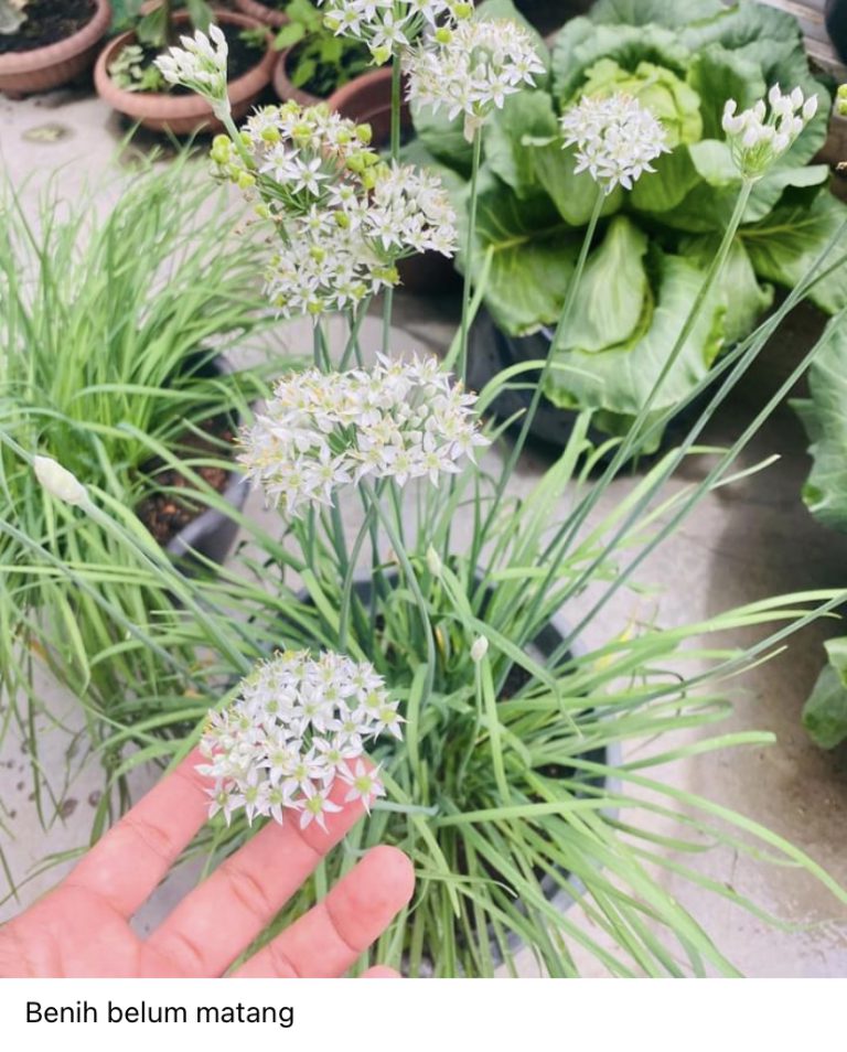 Tanam Daun Kucai Asyik Tak Jadi, Cikgu Ini Kongsi Tip Cara Semai Yang ...