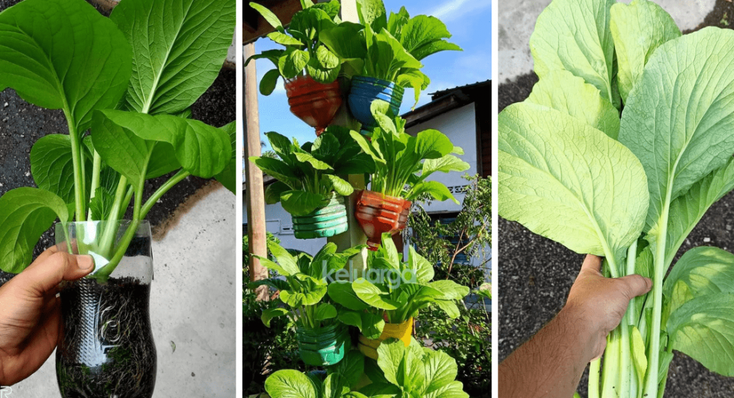 Cara Tanam Sawi Kingkong Guna Botol Minyak Masak Terpakai Je . Mudah ...