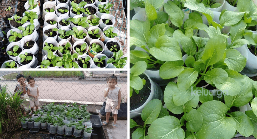 Mudahnya Tanam Sawi Guna Botol Terpakai Je, Hasilnya Segar Bugar. Nak ...