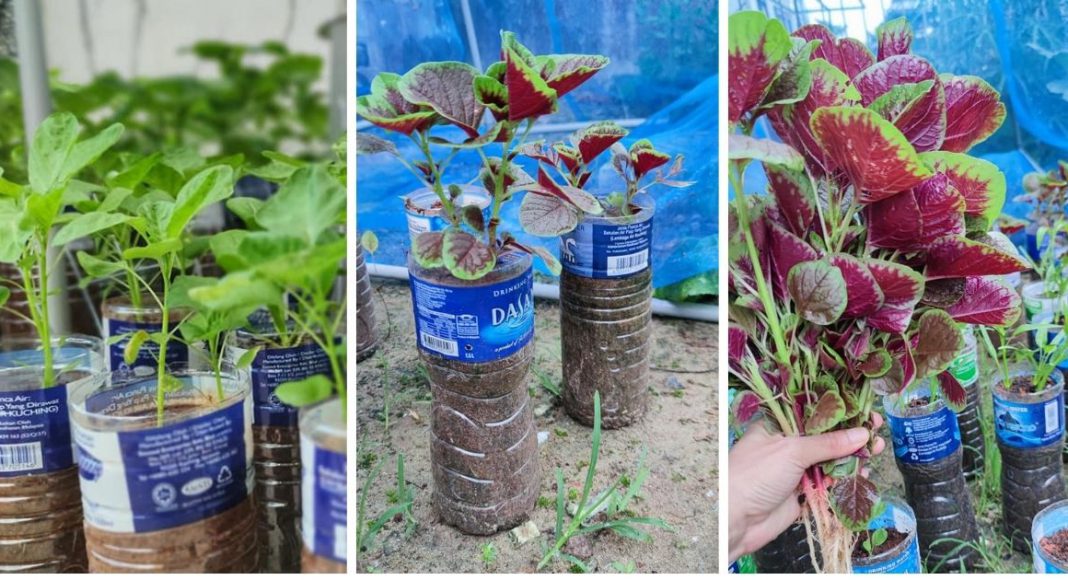 Sayang Nak Buang Botol, Terus Buat Projek Tanam Sayur Dalam Botol ...