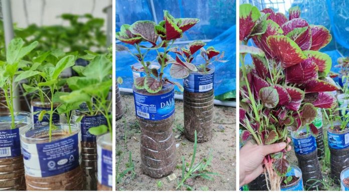 Sayang Nak Buang Botol, Terus Buat Projek Tanam Sayur Dalam Botol ...
