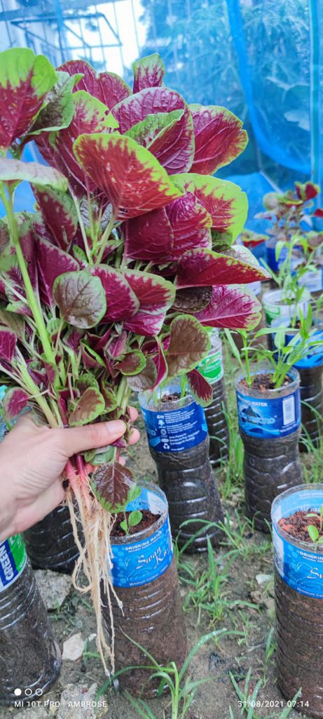 Sayang Nak Buang Botol, Terus Buat Projek Tanam Sayur Dalam Botol ...