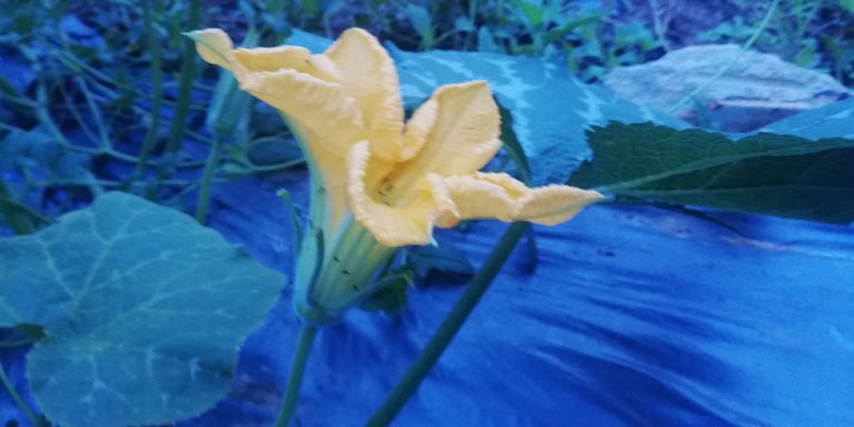 Pokok Cili Nak Bagi Merimbun Dalam Pasu, Ni Tipsnya! - KELUARGA