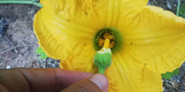 Pokok Cili Nak Bagi Merimbun Dalam Pasu, Ni Tipsnya! - KELUARGA