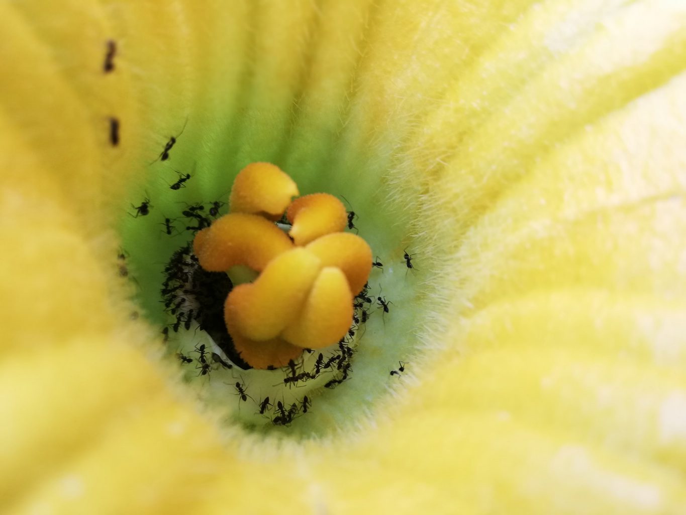 Pokok Cili Nak Bagi Merimbun Dalam Pasu, Ni Tipsnya! - KELUARGA