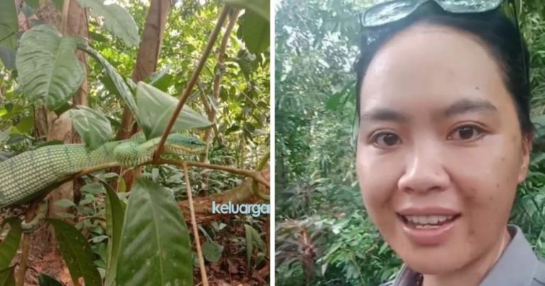 Tiba-Tiba Ramai Suka Hiking, Renjer Hutan Nasihat Guna Trek Tersedia ...