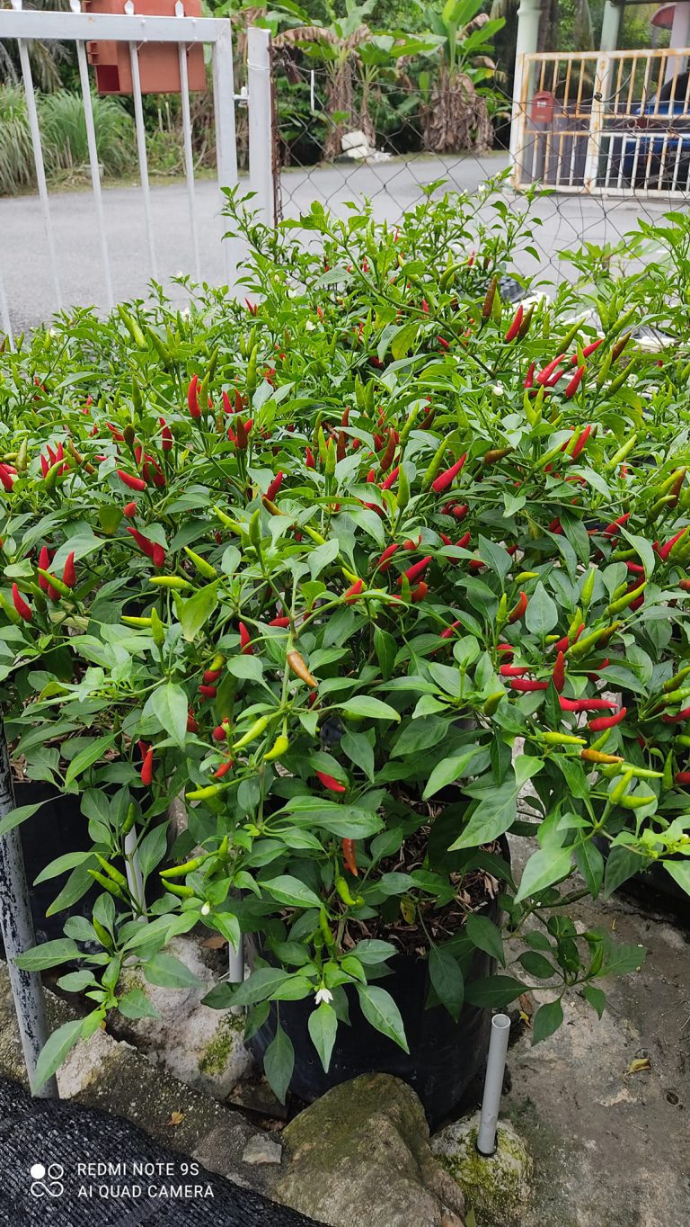 Ini Rahsia Pokok Cili Berbuah Lebat Merecik. Ibu-ibu Boleh Cuba!