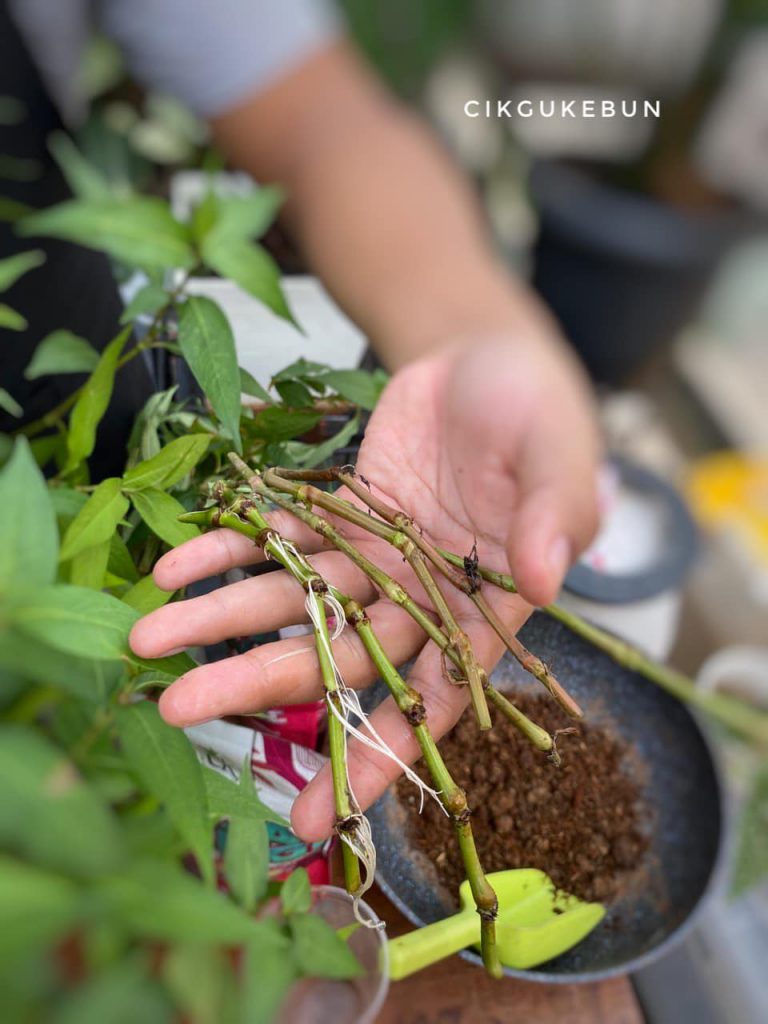 Cikgu Kebun Ajar Teknik Bagi Pokok Daun Kesum Merimbun Hasilnya!