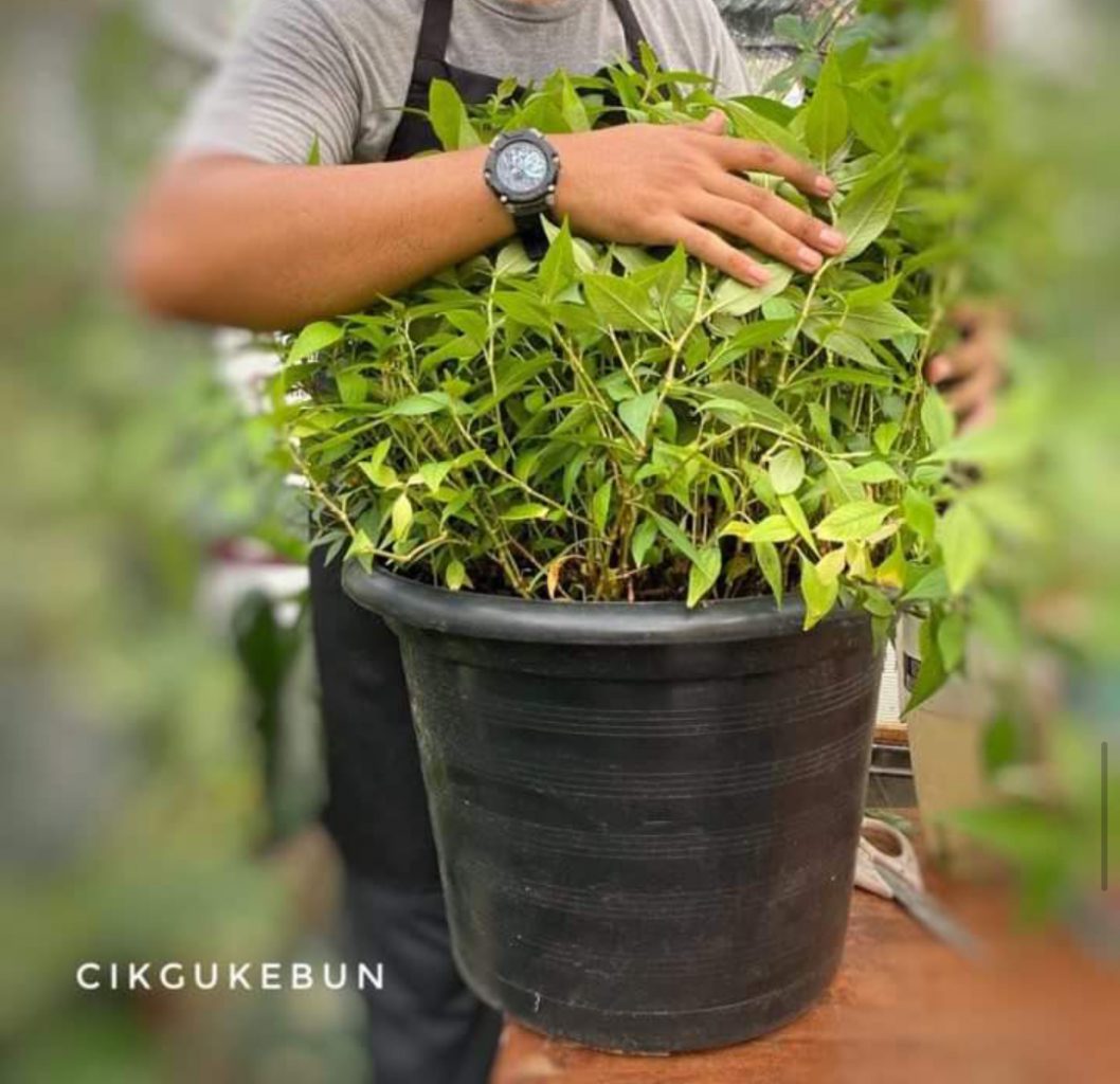 Teknik Mudah Tanam Pokok Kesum Supaya Daun Lebar Dan Rimbun, Anti Gagal ...