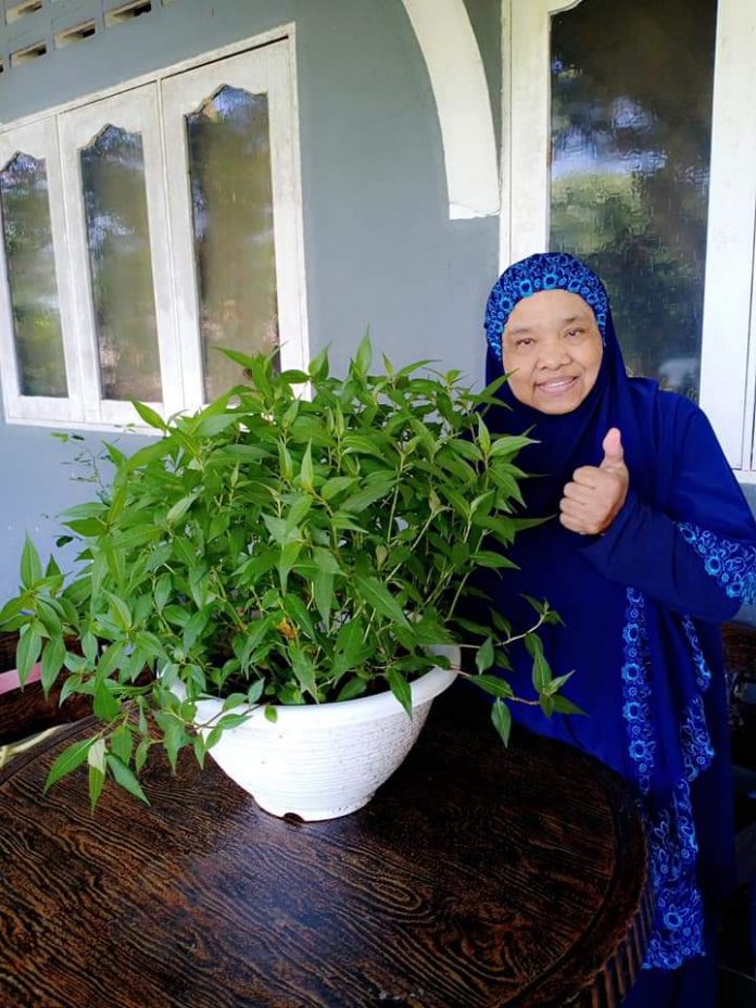 Petua Tanam Pokok Kesum Dalam Air, Siap Jadi Lanskap Halaman Rumah.