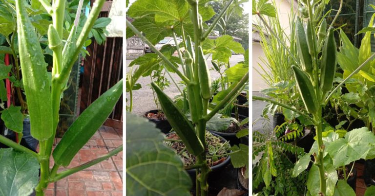 Tanam Pokok Bendi Berbuah Banyak, Setiap Celah Ada Buahnya