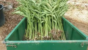 Tip Tanam Pokok Kantan Dengan Betul Dari Usahawan Kantan. Ini Cara Nak ...