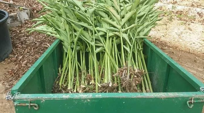 Tip Tanam Pokok Kantan Dengan Betul Dari Usahawan Kantan. Ini Cara Nak ...