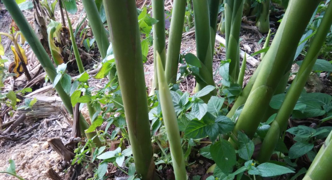 Tip Tanam Pokok Kantan Dengan Betul Dari Usahawan Kantan. Ini Cara Nak ...