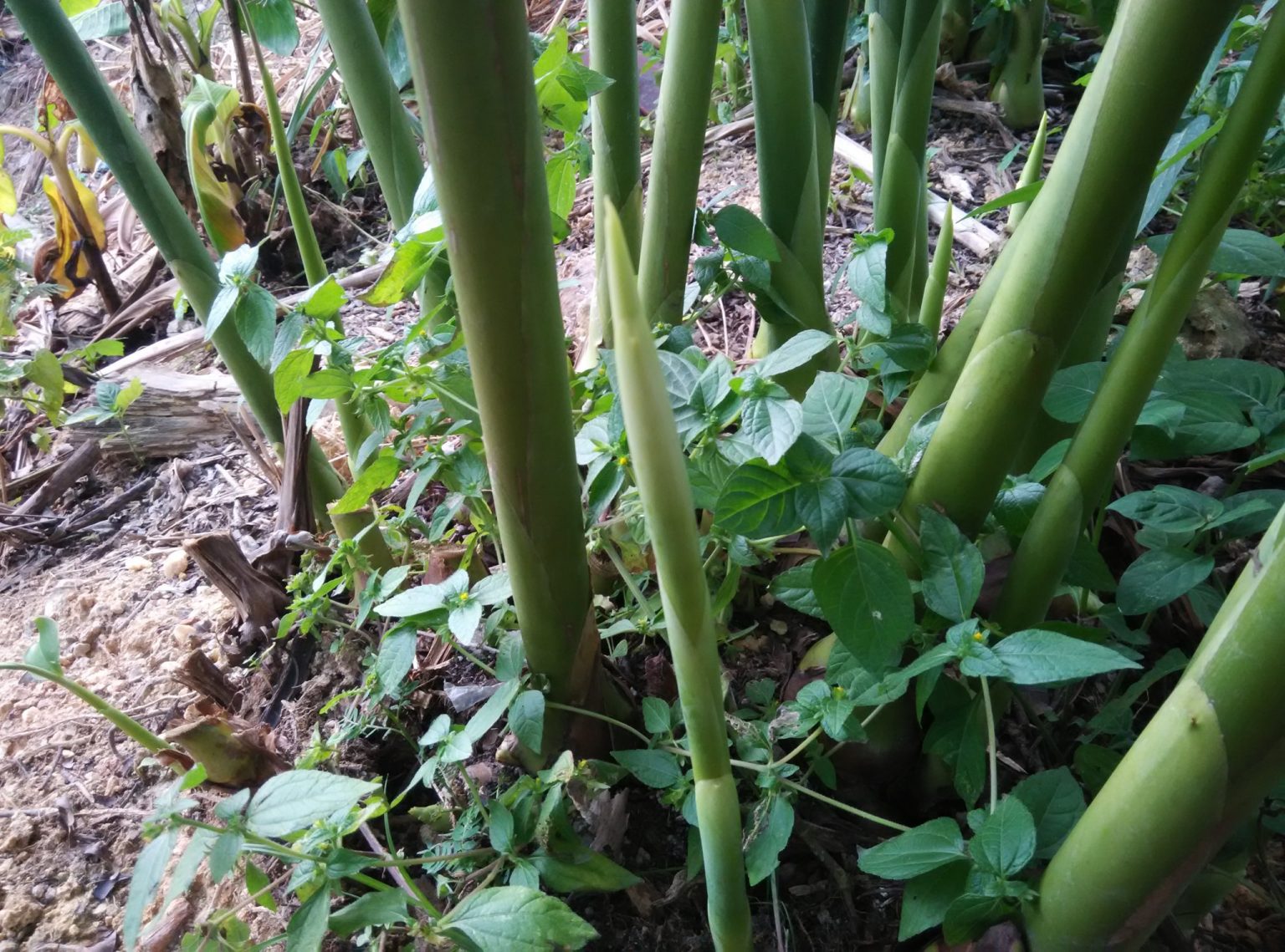 Tip Tanam Pokok Kantan Dengan Betul Dari Usahawan Kantan. Ini Cara Nak ...