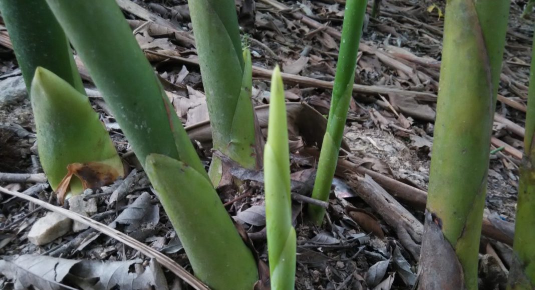 Tip Tanam Pokok Kantan Dengan Betul Dari Usahawan Kantan. Ini Cara Nak ...