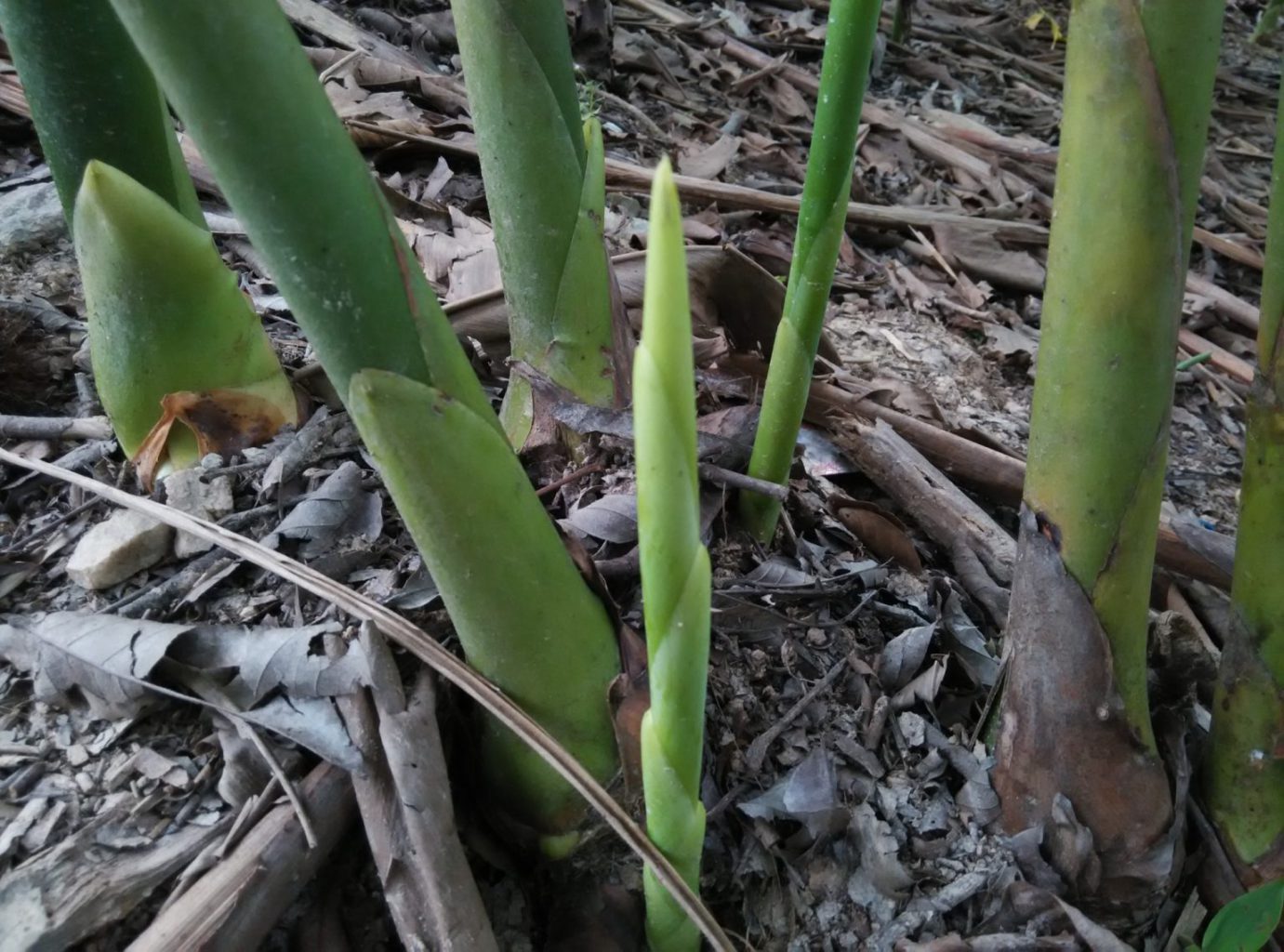 Tip Tanam Pokok Kantan Dengan Betul Dari Usahawan Kantan. Ini Cara Nak ...