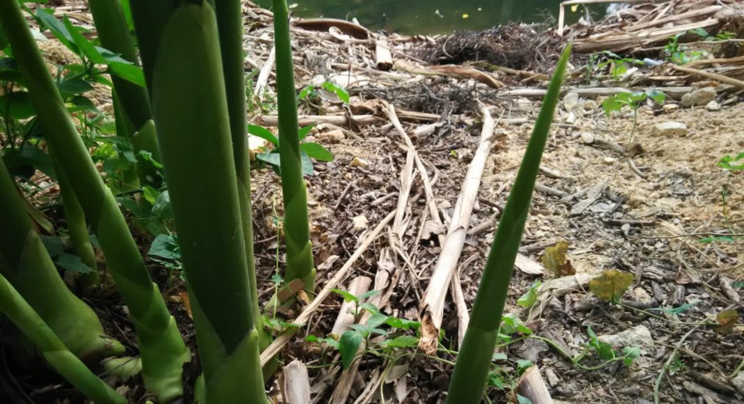 Tip Tanam Pokok Kantan Dengan Betul Dari Usahawan Kantan. Ini Cara Nak ...