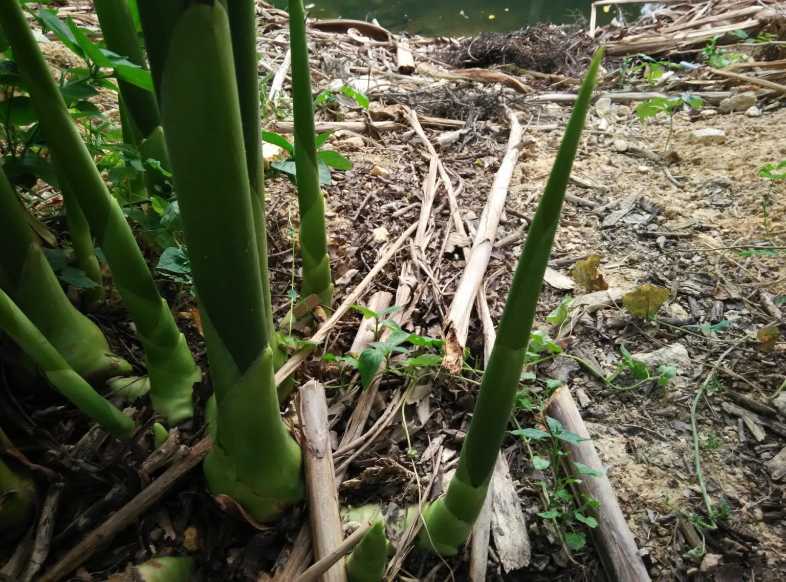 Tip Tanam Pokok Kantan Dengan Betul Dari Usahawan Kantan. Ini Cara Nak ...