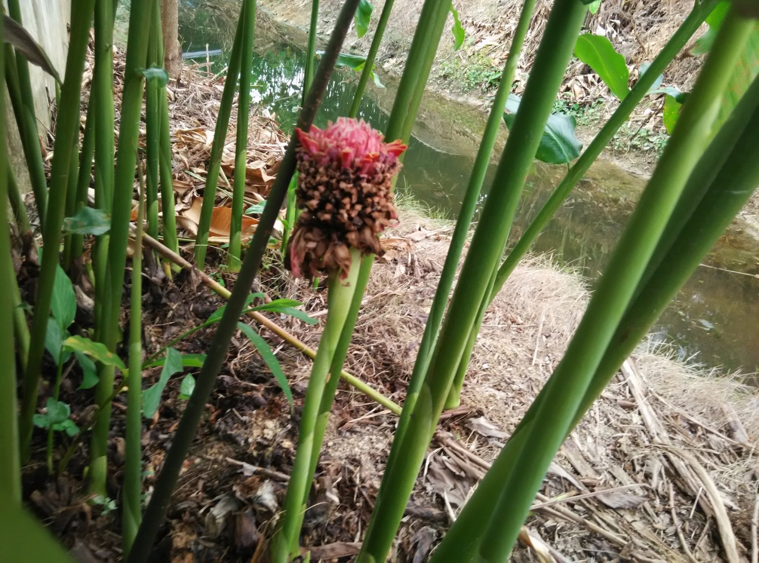 Tip Tanam Pokok Kantan Dengan Betul Dari Usahawan Kantan. Ini Cara Nak ...