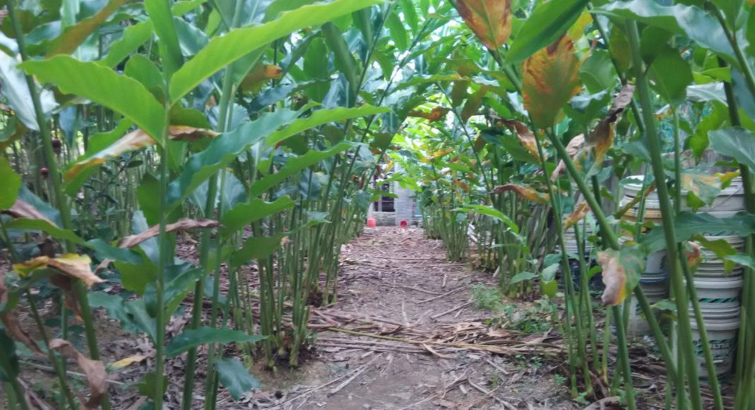 Tip Tanam Pokok Kantan Dengan Betul Dari Usahawan Kantan. Ini Cara Nak ...