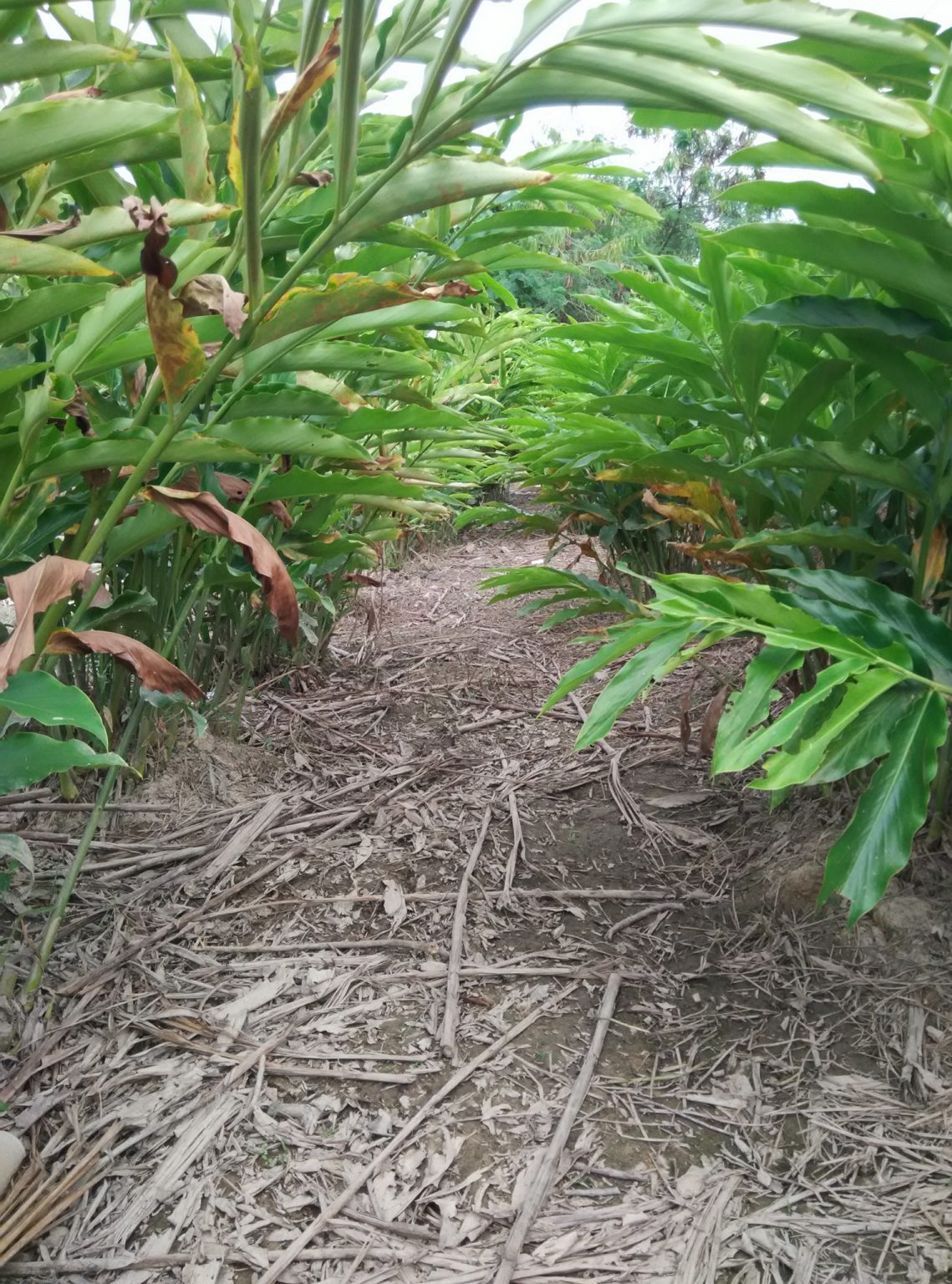 Tip Tanam Pokok Kantan Dengan Betul Dari Usahawan Kantan. Ini Cara Nak ...