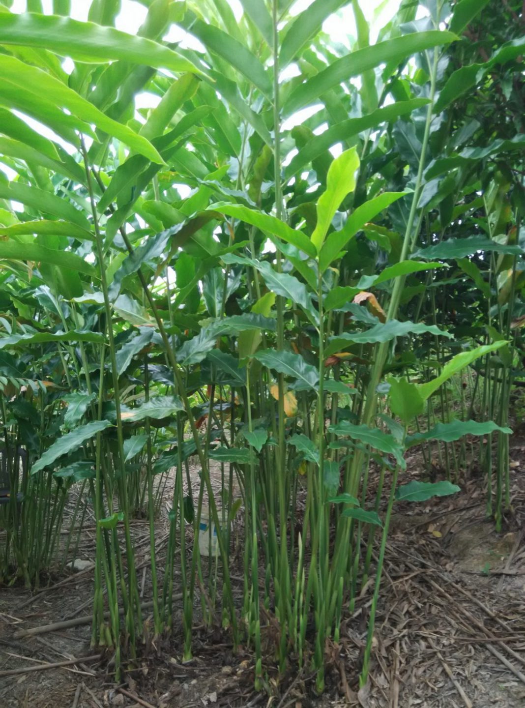 Tip Tanam Pokok Kantan Dengan Betul Dari Usahawan Kantan. Ini Cara Nak ...