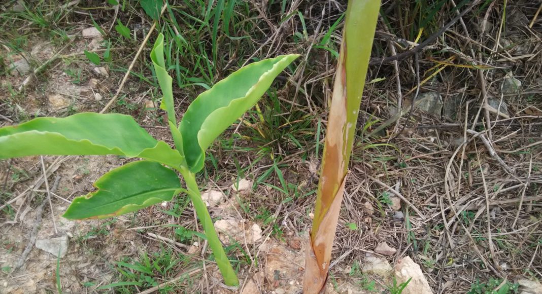 Tip Tanam Pokok Kantan Dengan Betul Dari Usahawan Kantan. Ini Cara Nak ...