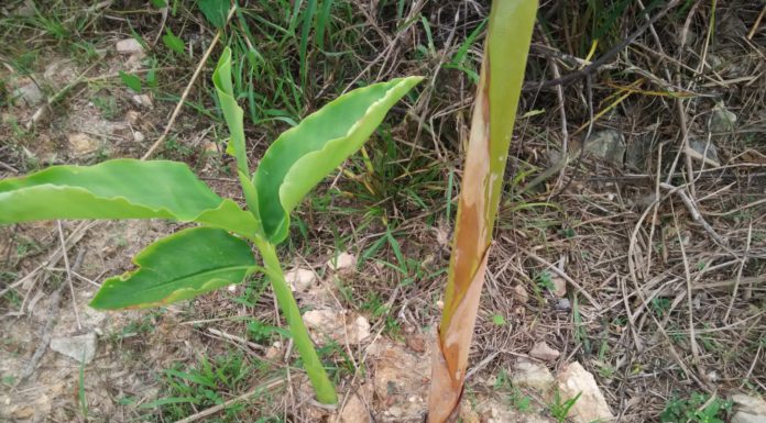 Tip Tanam Pokok Kantan Dengan Betul Dari Usahawan Kantan. Ini Cara Nak ...