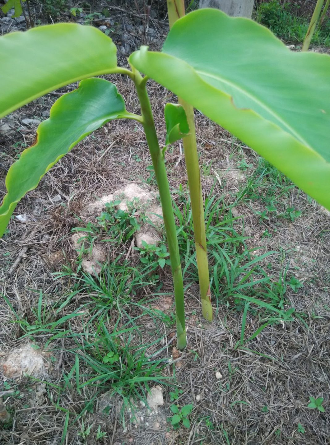 Tip Tanam Pokok Kantan Dengan Betul Dari Usahawan Kantan. Ini Cara Nak ...