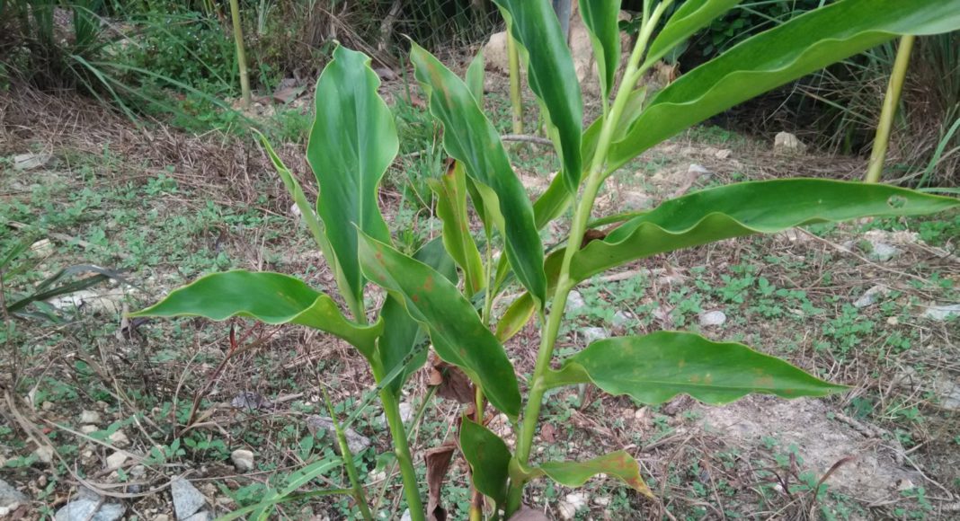 Tip Tanam Pokok Kantan Dengan Betul Dari Usahawan Kantan. Ini Cara Nak ...