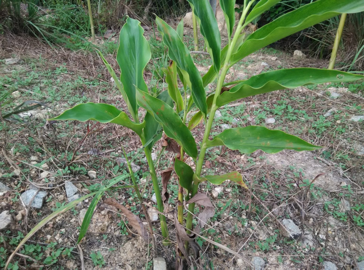 Tip Tanam Pokok Kantan Dengan Betul Dari Usahawan Kantan. Ini Cara Nak ...