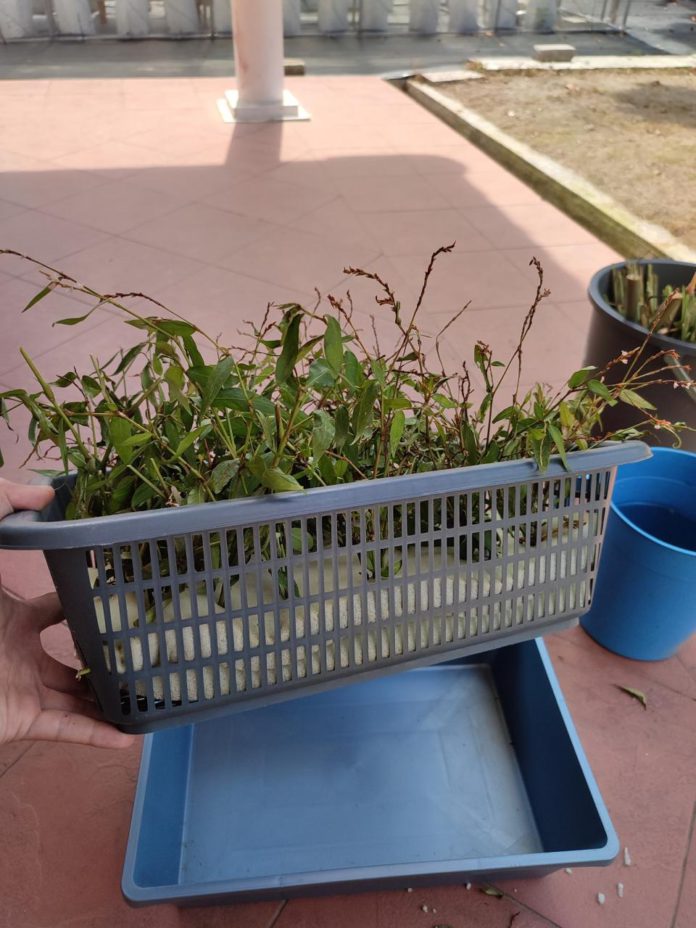 Tanam Pokok Kesum Tanpa Tanah Dengan Hanya Guna Bahan Ini. Tak Sangka 7 ...