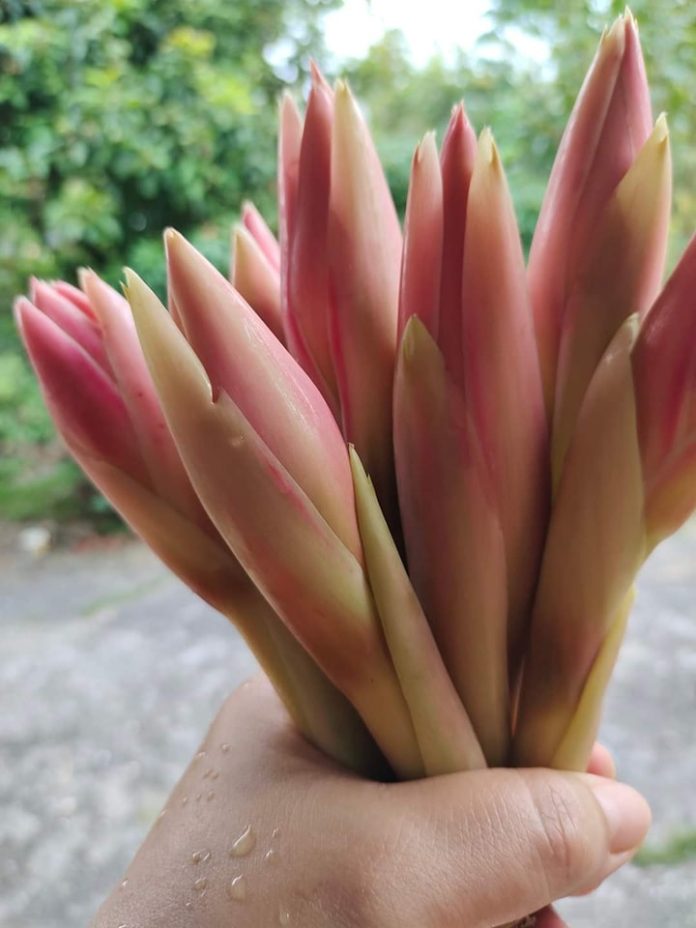 Ada Bunga Kantan, 2 Menu Ni Kena Try Buat. Sedapnya Sampai Makan Bertambah!