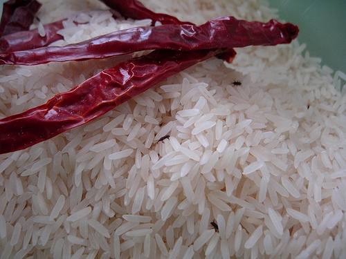 Geli Lihat Kutu Beras Dalam Bekas? Ini Cara Mudah Dan Selamat Untuk Halau