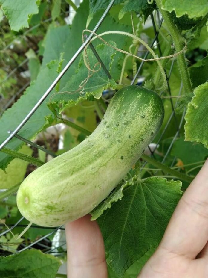 Tip Tanam Timun Mini, Lebih Rangup, Manis & Sedap Dimakan