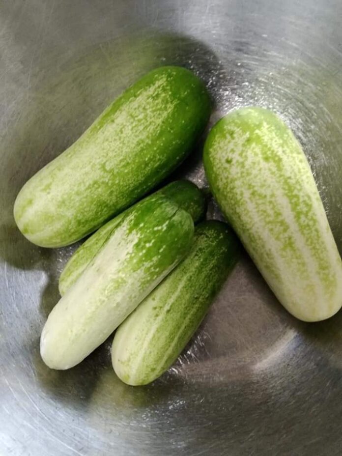 Tip Tanam Timun Mini, Lebih Rangup, Manis & Sedap Dimakan